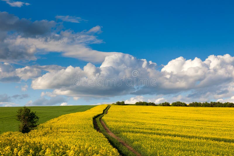 Spring Landscape of Colorful Fields, Blue Sky and Ground Road Stock ...