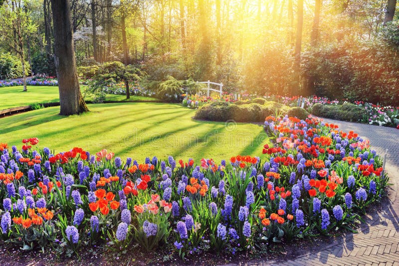 Spring Landscape with Colorful Flowers Stock Photo - Image of hyacinth ...