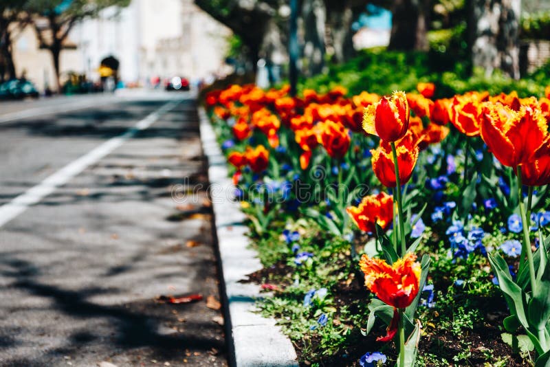 Spring Landscape with Colorful Tulips by the Road Stock Image - Image ...