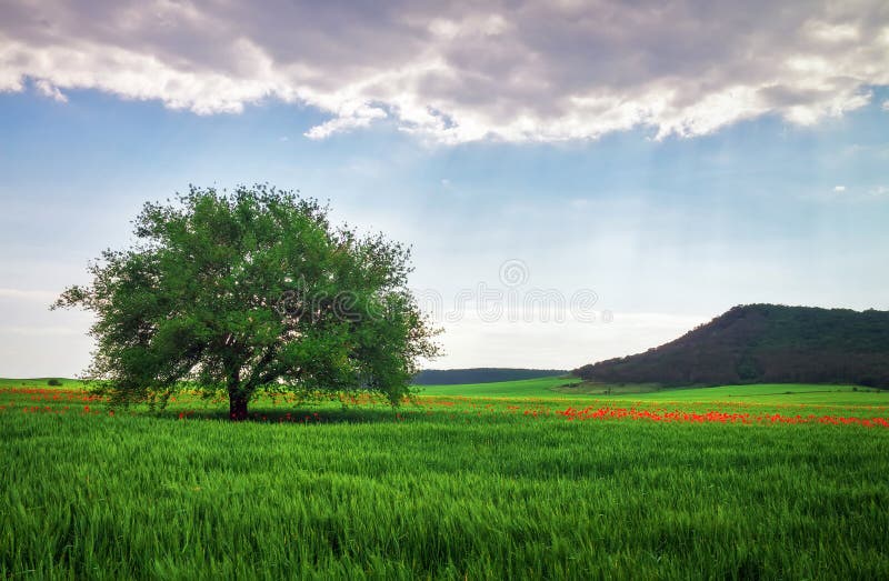 Spring Landscape, Composition of Nature. Lonely Tree Stock Image ...