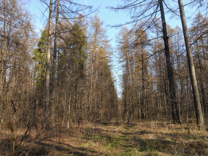 Coniferous Forest in Springtime. Stock Image - Image of coniferous ...