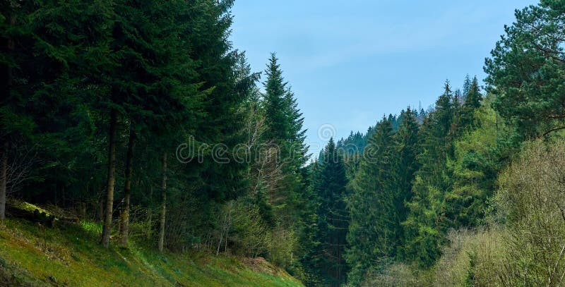 Spring Landscape with Coniferous Trees on the Hills in the German ...