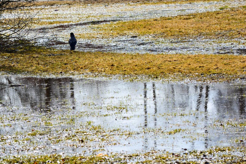 Spring landscape and crow stock image. Image of grass - 211609905