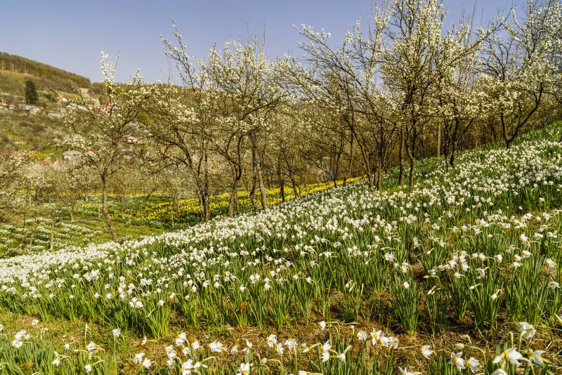 Spring Landscape with Daffodils among Trees Stock Photo - Image of ...