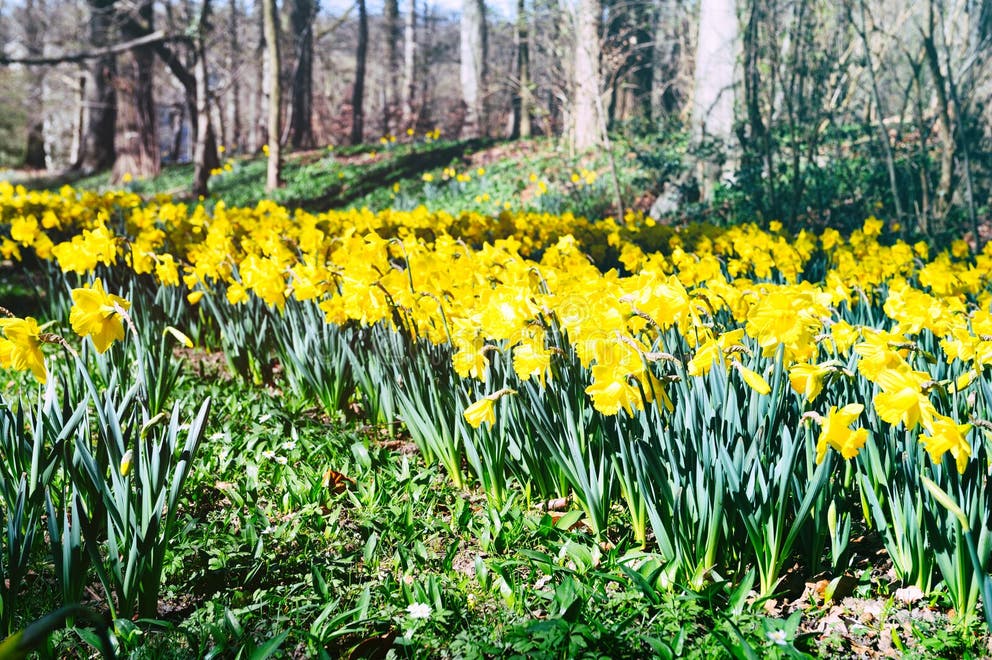 Spring Landscape with Daffodils Stock Photo - Image of landscape ...