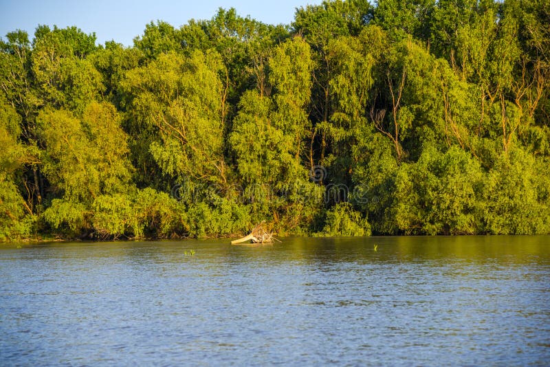 Springtime in Danube Delta stock photo. Image of filedn - 186168782