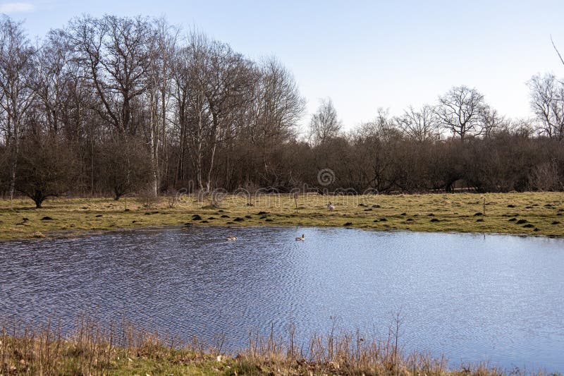Spring Landscape in Denmark. Lake with Ducks on the Background of Trees ...