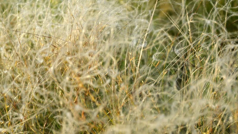 Spring Landscape Field of Feather Grass Stock Footage - Video of wind ...