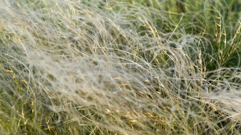 Spring Landscape Field of Feather Grass Stock Video - Video of ...