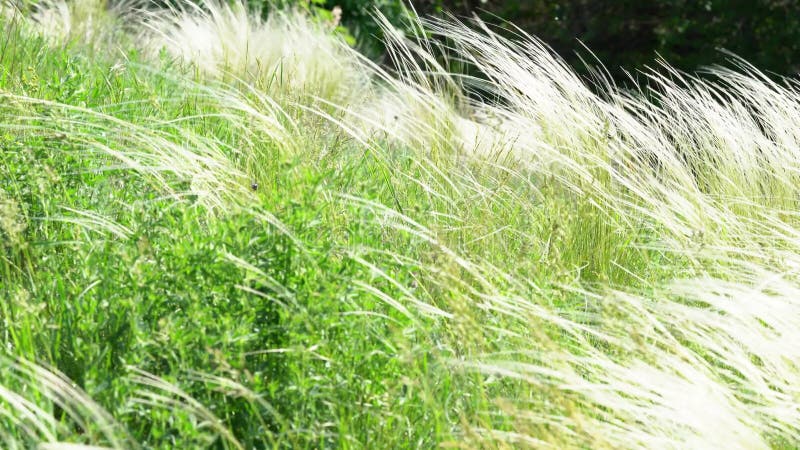 Spring Landscape Field of Feather Grass Stock Footage - Video of ...
