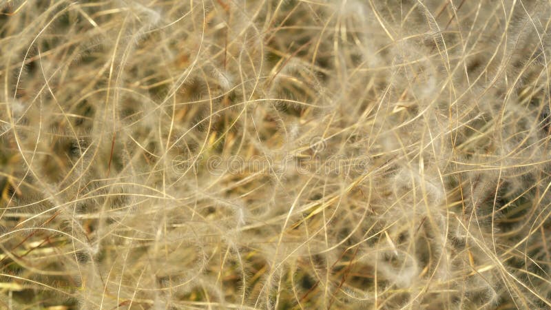 Spring Landscape Field of Feather Grass Stock Video - Video of bloom ...