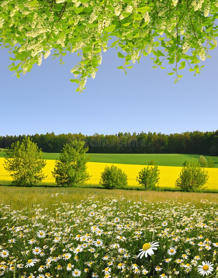 Spring Landscape with Field of Marguerites Stock Image - Image of land ...