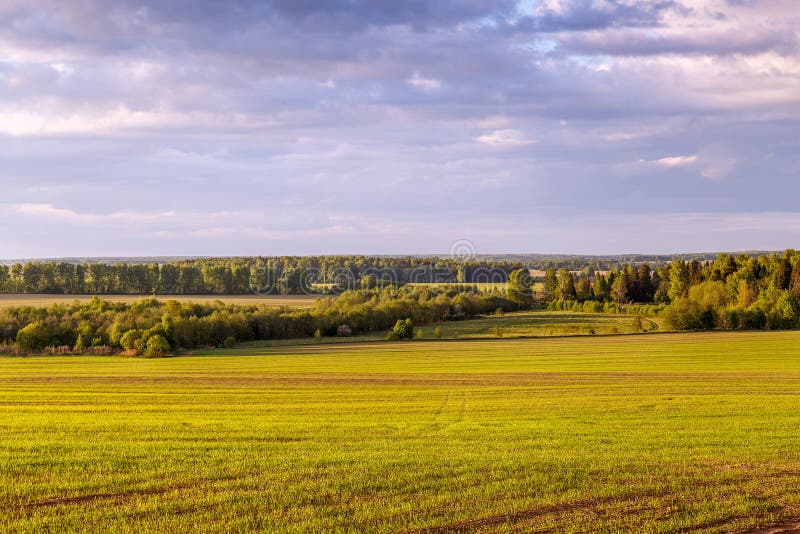 Spring Landscape, a Field with Wheat Seedlings Stock Image - Image of ...
