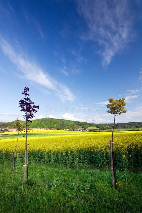 Spring Landscape with a Field of Yellow Stock Photo - Image of ...