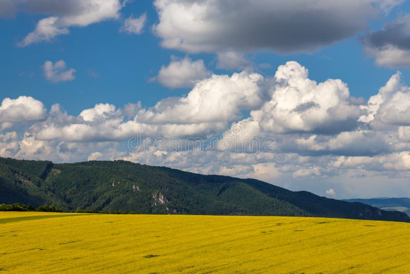 Spring Landscape with Fields of Oilseed Stock Image - Image of ...