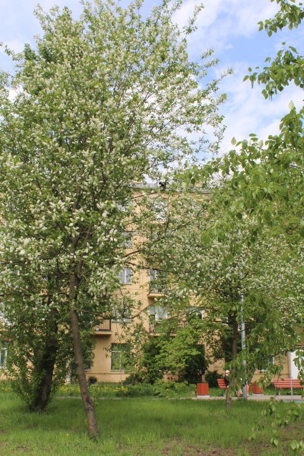 A Spring Landscape is with Flowering Apple-trees Stock Image - Image of ...