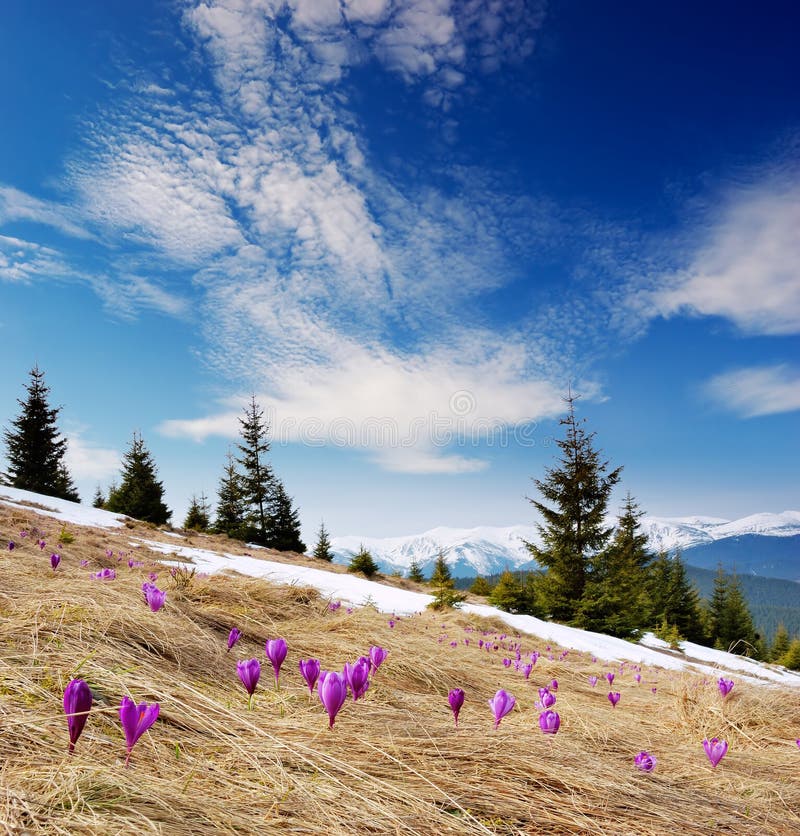 Crocuses Blooming in the Mountains Stock Photo - Image of background ...