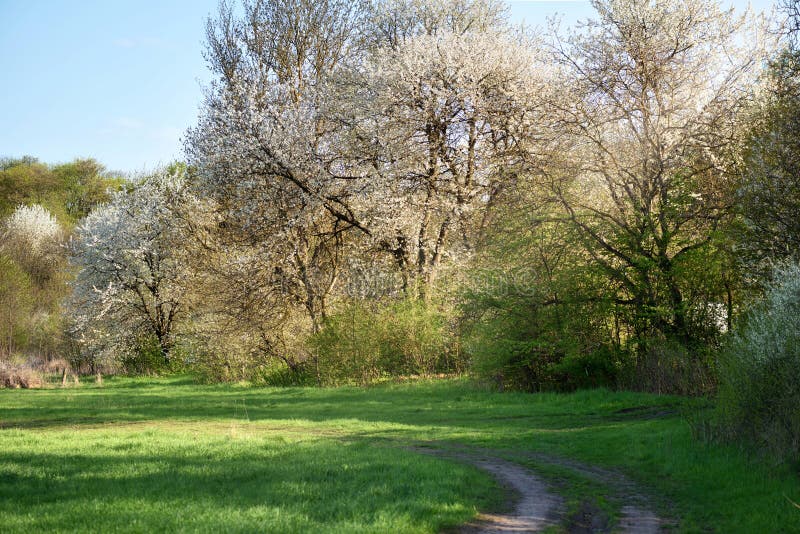Spring Landscape with Flowering Trees and Field Road in the Sunlight ...