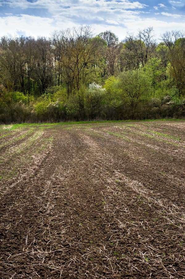 Spring Landscape Near Forest and Farmland at Springtime Stock Image ...