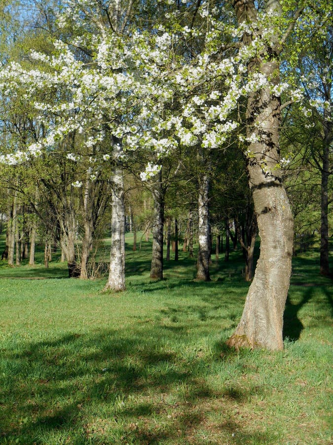 Spring Landscape Flowering Trees Stock Photo - Image of green, natural ...
