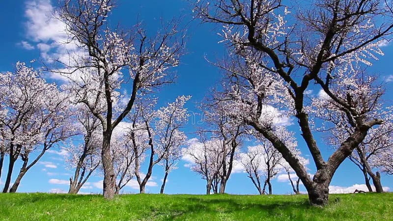 Spring Landscape. Flowering Trees. Stock Video - Video of meadow ...