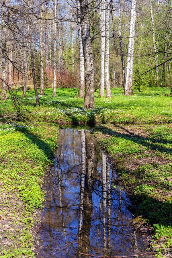 Sunny spring landscape stock image. Image of season - 116446541