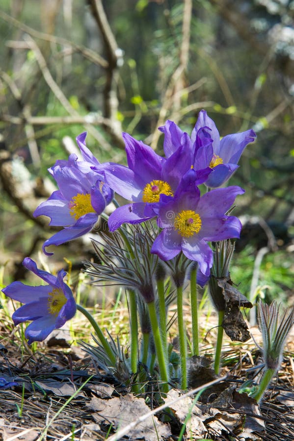 Spring Landscape. Flowers Growing in the Wild. Spring Flower Pulsatilla ...