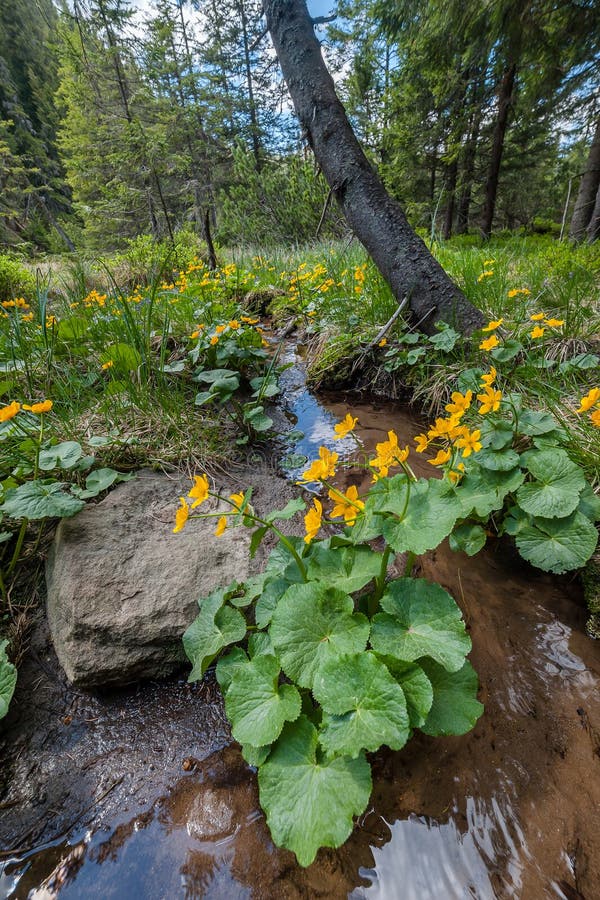 Spring Landscape with Flowers Stock Photo - Image of sunrise, green ...