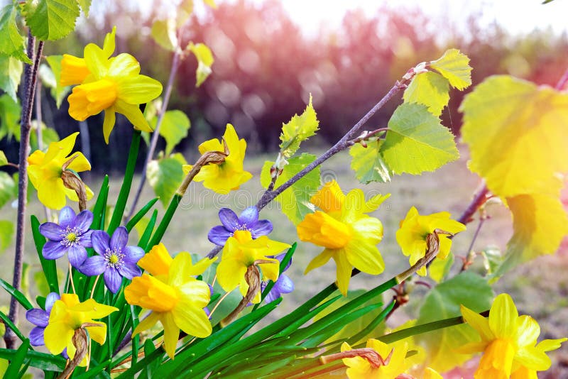 Spring Landscape. Beautiful Spring Flowers Daffodils Stock Image ...