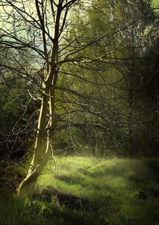 Spring landscape with fog stock image. Image of clouds - 218869383