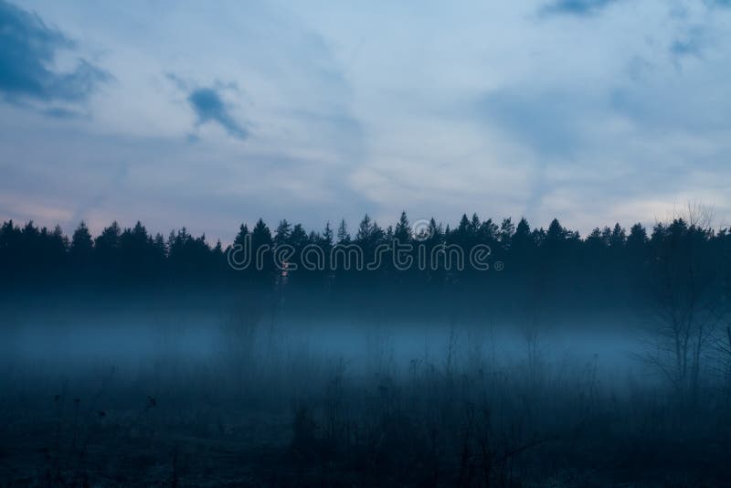 Spring Landscape of Forest Covered with Fog in Morning or Evening Stock ...