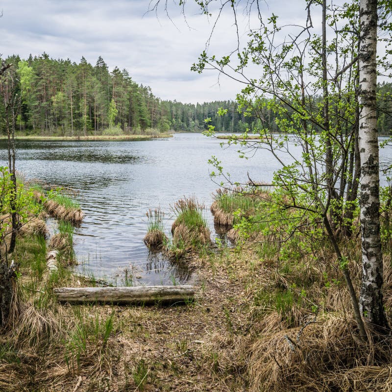 Spring Landscape in the Forest Lake Stock Image - Image of cloud, birch ...