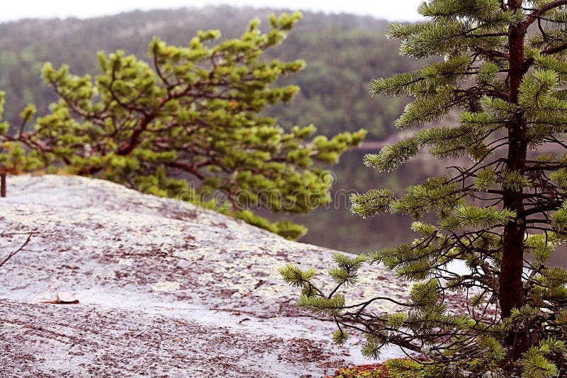 Spring Landscape in the Forest Stock Photo - Image of misty, mist: 68872830