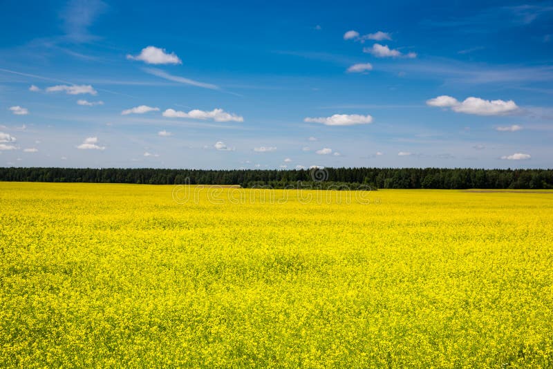Spring Landscape , Forest and Yellow Field Stock Photo - Image of ...
