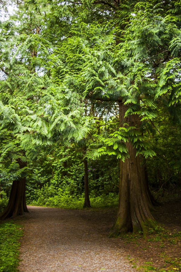 Spring Landscape in the Forests of Ireland Stock Image - Image of cliff ...