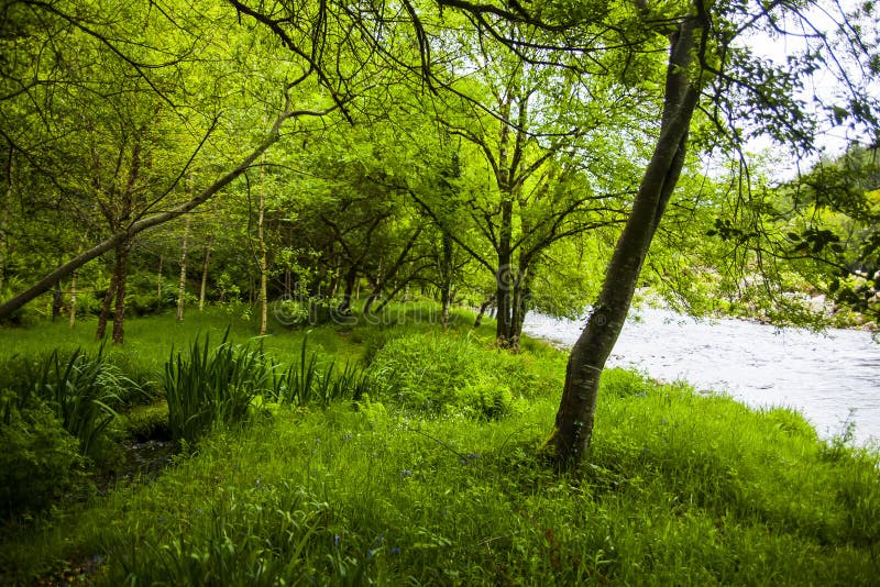 Spring Landscape in the Forests of Ireland Stock Image - Image of ...