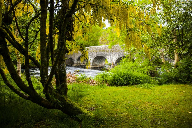 Spring Landscape in the Forests of Ireland Stock Image - Image of flora ...