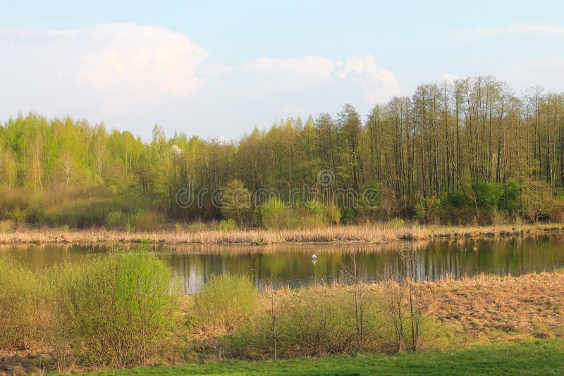Spring Landscape. Fresh Spring Foliage Flaunts in the Mirror of the ...