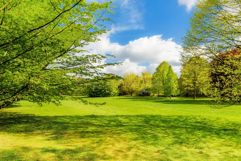 Spring Landscape with Fresh Leaves and Green Grass Stock Photo - Image ...