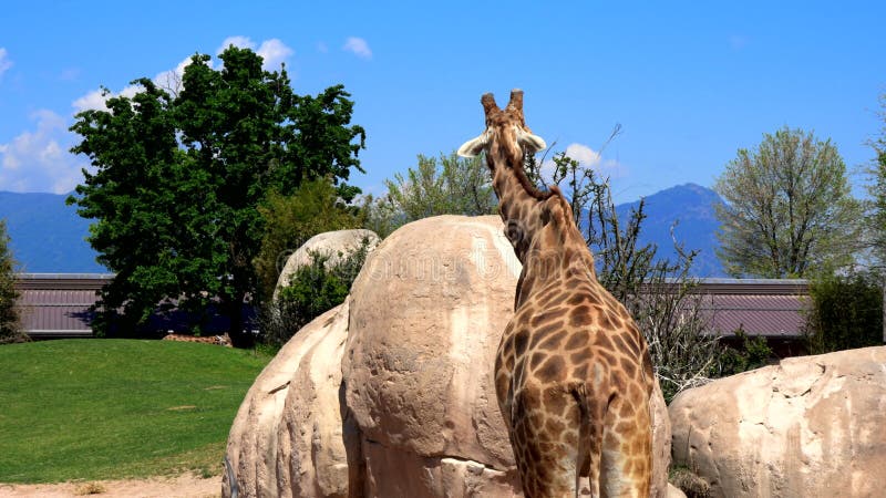 Spring Landscape with Giraffes in the Park Stock Video - Video of tree ...