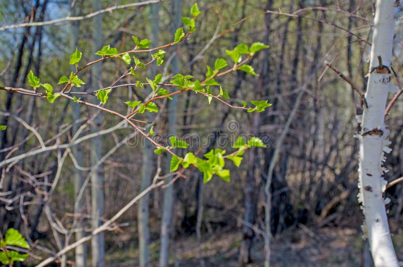 Spring a Landscape Green Birch Leaves on Tree Branches in May Stock ...