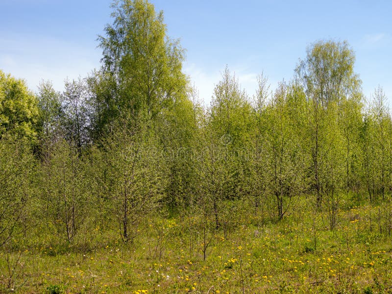 Spring Landscape with Green Foliage Stock Photo - Image of environment ...