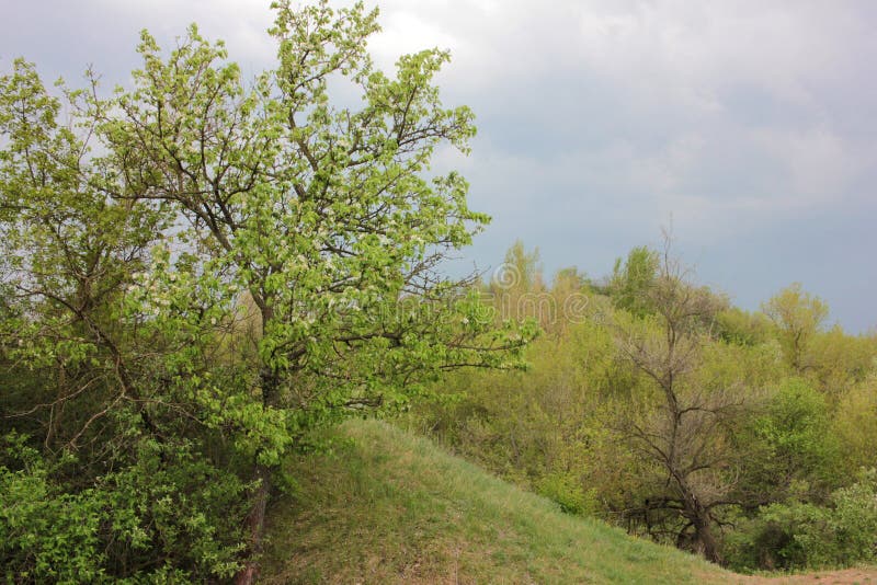 Spring Landscape with Trees Silhouettes on Stormy Sky with Heavy Scenic ...