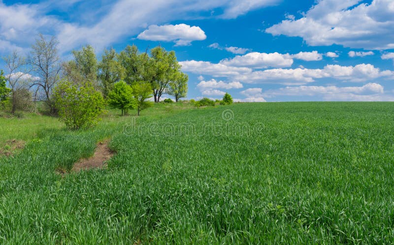 Spring Landscape with Green Wheat Field in Central Ukraine Stock Photo ...