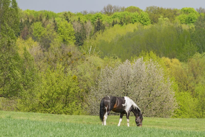 Spring Landscape with Horse Stock Image - Image of rural, field: 67085005