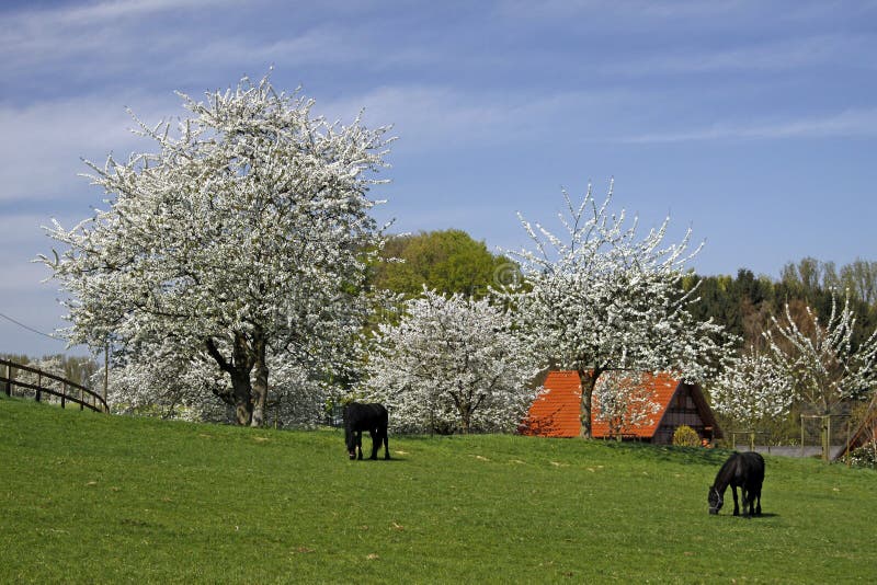 Spring Landscape with Horses in Germany Stock Photo - Image of trees ...