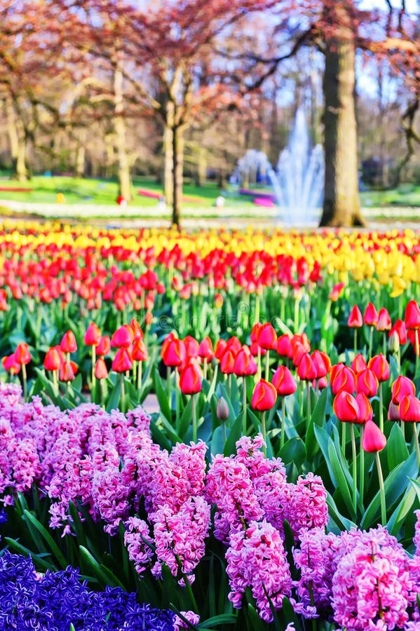 Spring Landscape with Hyacinths and Multicolor Tulips Stock Image ...