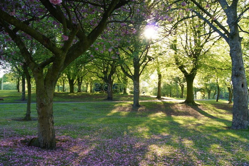 Spring Landscape. stock image. Image of nature, blossom - 72886483