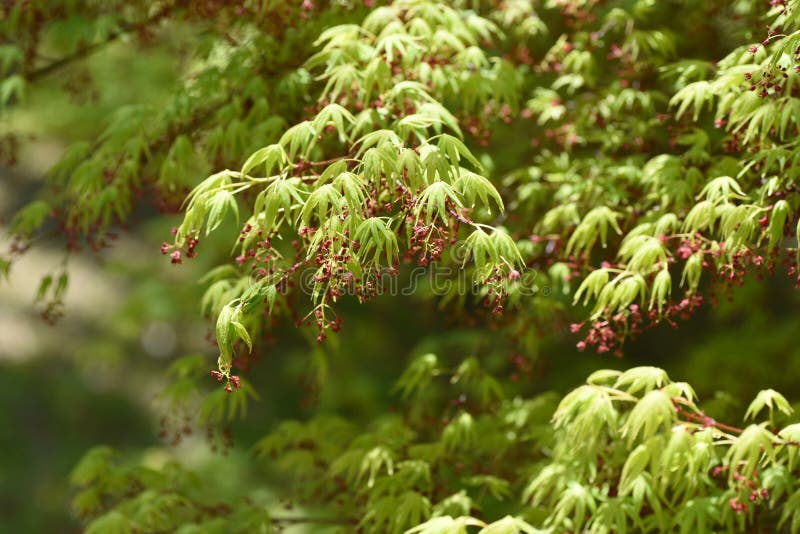 Japanese maple flowers stock image. Image of blooming - 144452081