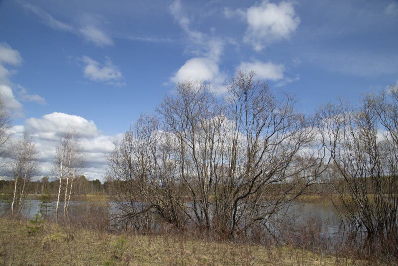 Spring Landscape on a Lake with Flooded Trees Stock Image - Image of ...